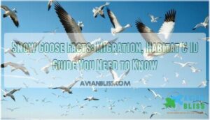 Snow Goose Facts: Migration, Habitat & ID Guide You Need to Know