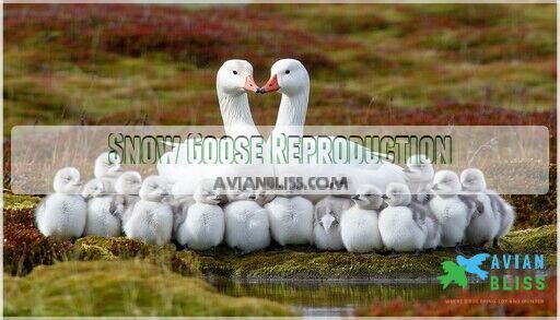 Snow Goose Facts: Migration, Habitat & ID Guide You Need to Know