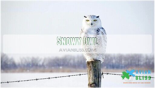 Wisconsin Owl Sounds: Hear and Identify 9 Unique Owls in Your Area