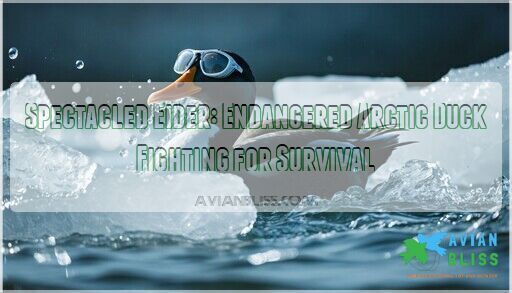 Spectacled Eider: Endangered Arctic Duck Fighting for Survival