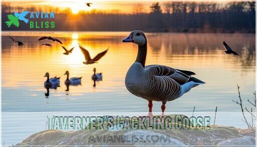 Cackling Goose: Complete ID Guide Vs Canada Goose Differences