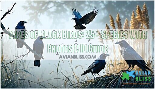 Types of Black Birds: 25+ Species With Photos & ID Guide