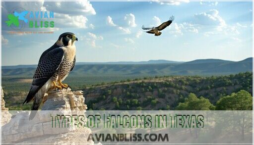 Falcons in Texas: 10 Amazing Species You Must See (ID Guide + Photos)