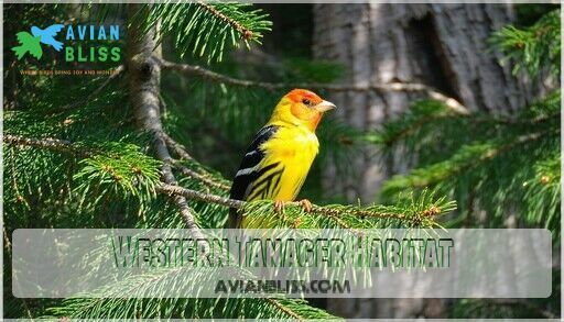Western Tanager: Complete ID Guide, Diet, Habitat & Behavior Tips