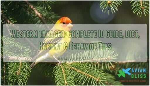 Western Tanager: Complete ID Guide, Diet, Habitat & Behavior Tips