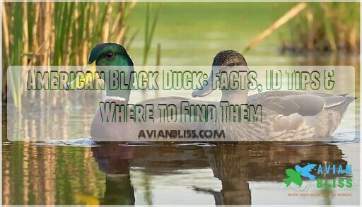 American Black Duck: Facts, ID Tips & Where to Find Them