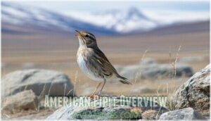 American Pipit: Complete ID Guide, Habitat & Behavior Secrets