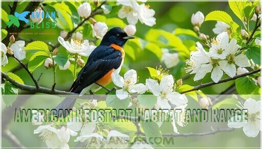 American Redstart: Complete Guide to ID, Habitat & Behavior (2025)