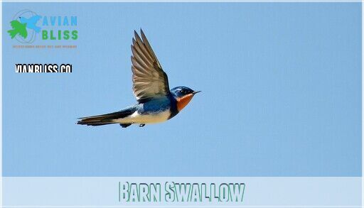 Swallows in California: 8 Species Guide & Management Tips