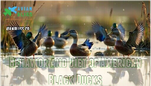 American Black Duck: Facts, ID Tips & Where to Find Them