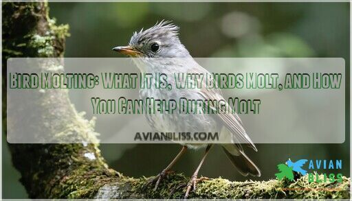 Bird Molting: What It Is, Why Birds Molt, and How You Can Help During Molt
