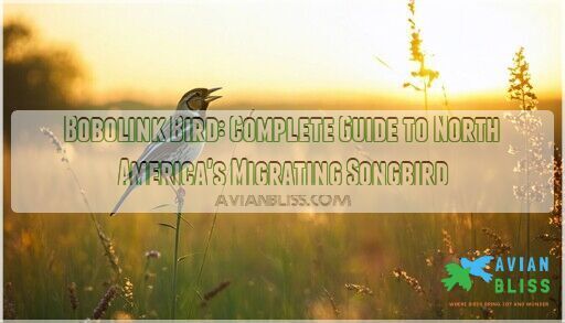 Bobolink Bird: Complete Guide to North America's Migrating Songbird