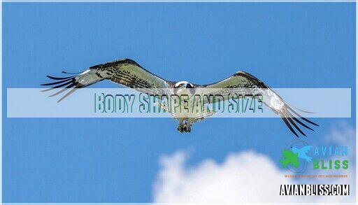 Osprey Facts: 5 Amazing Traits That Make This Bird of Prey Unique