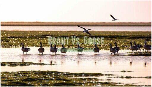 Brant Geese: Complete Guide to Identification, Habitat & Behavior