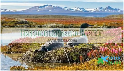 Red-Throated Loon: Complete Guide to ID, Habitat & Behavior (2025)