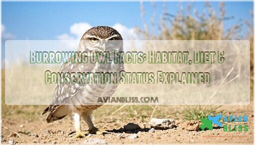 Burrowing Owl Facts: Habitat, Diet & Conservation Status Explained
