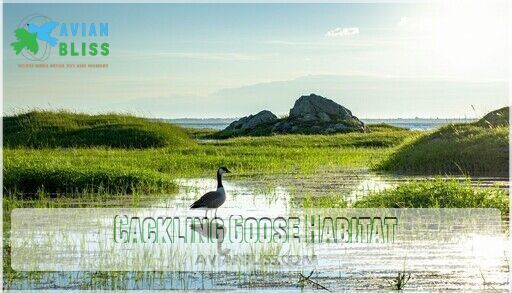 Cackling Goose: Complete ID Guide Vs Canada Goose Differences