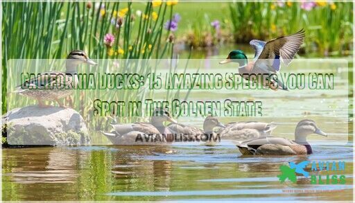 California Ducks: 15 Amazing Species You Can Spot in The Golden State