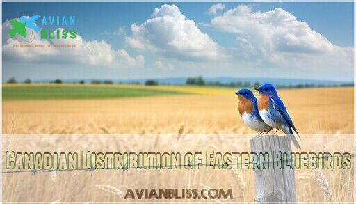 Eastern Bluebird Range: Complete Guide to Their North American Habitat