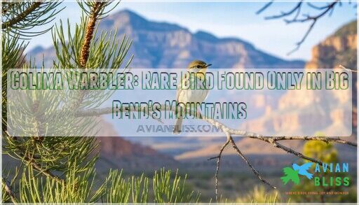 Colima Warbler: Rare Bird Found Only in Big Bend's Mountains