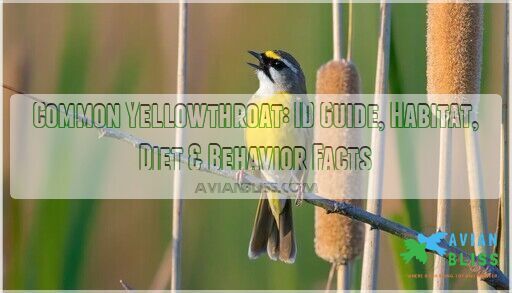 Common Yellowthroat: ID Guide, Habitat, Diet & Behavior Facts