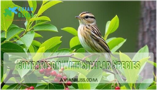 American Redstart: Complete Guide to ID, Habitat & Behavior (2025)