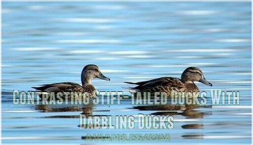 Identification of Stiff-Tailed Ducks: Field Guide & Key Features