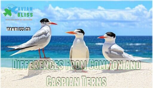 Forsters Tern: Complete ID Guide & Facts You Need to Know