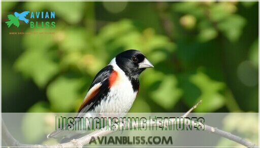 Rose Breasted Grosbeak: Complete ID Guide & Backyard Tips