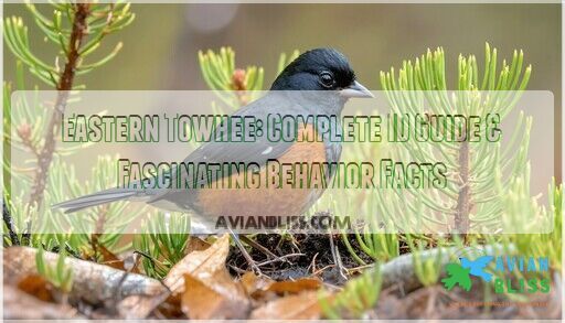 Eastern Towhee: Complete ID Guide & Fascinating Behavior Facts