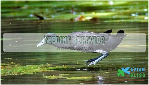 American Coot Facts: Habitat, Behavior & Identification Guide