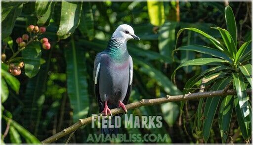 Field Marks: Complete Guide to Wildlife & Bird Identification Tips