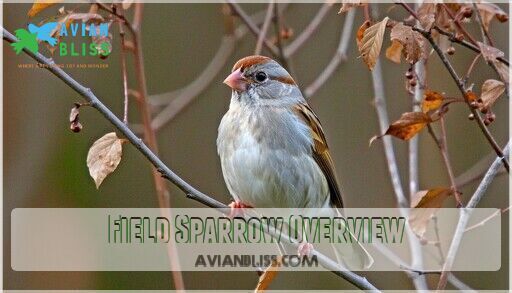 Field Sparrow Guide: ID Tips, Habitat & Behavior Secrets Revealed