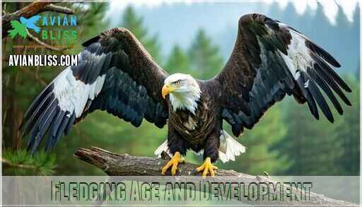 Baby Bald Eagles: From Helpless Chicks to Majestic Flyers in 2025