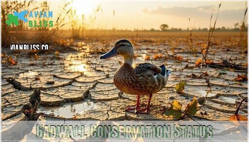 Gadwall Duck Guide: ID Tips, Habitat, Behavior & Conservation Facts