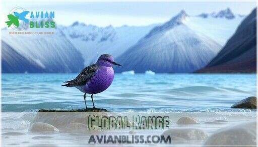 Purple Sandpiper: Hardy Arctic Shorebird Facts & ID Guide