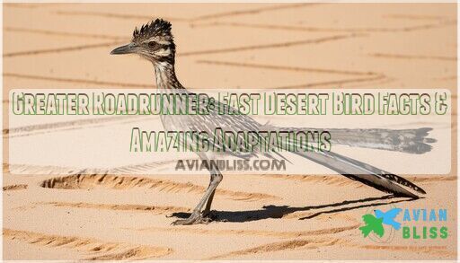 Greater Roadrunner: Fast Desert Bird Facts & Amazing Adaptations
