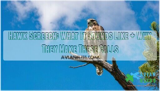Hawk Screech: What It Sounds Like + Why They Make These Calls