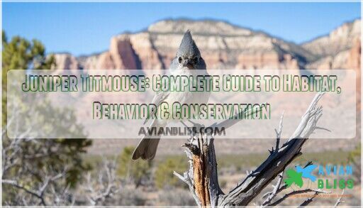 Juniper Titmouse: Complete Guide to Habitat, Behavior & Conservation