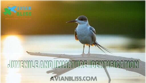 Forsters Tern: Complete ID Guide & Facts You Need to Know