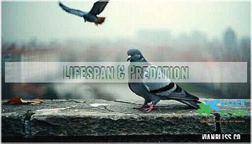 Rock Pigeon Facts: Habitat, Behavior, Lifespan, and Interesting Details