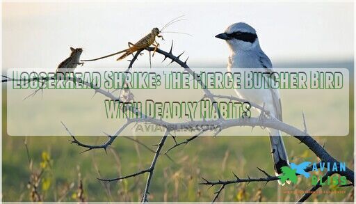 Loggerhead Shrike: The Fierce Butcher Bird With Deadly Habits