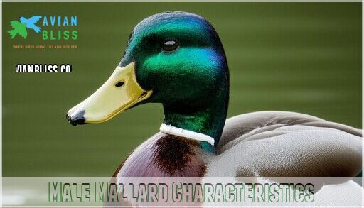 Mallard Duck Facts: ID Guide, Habitat, Behavior & Conservation Tips