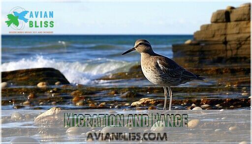 Purple Sandpiper: Hardy Arctic Shorebird Facts & ID Guide