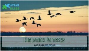 American Coot Facts: Habitat, Behavior & Identification Guide