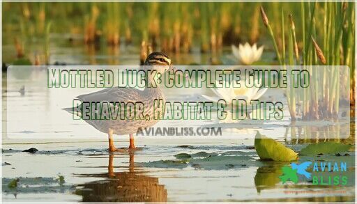 Mottled Duck: Complete Guide to Behavior, Habitat & ID Tips