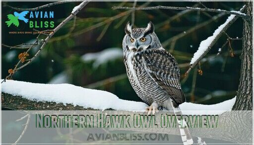 Northern Hawk Owl Facts: Habitat, Diet, and Conservation Explained