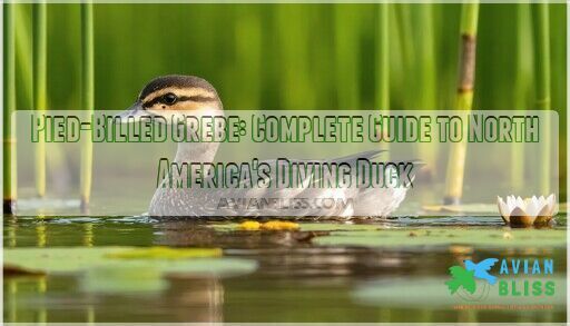 Pied-Billed Grebe: Complete Guide to North America's Diving Duck