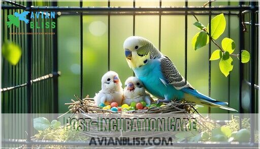 What to Do When Parakeets Lay Eggs: Complete Care Guide