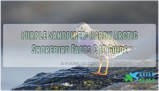 Purple Sandpiper: Hardy Arctic Shorebird Facts & ID Guide